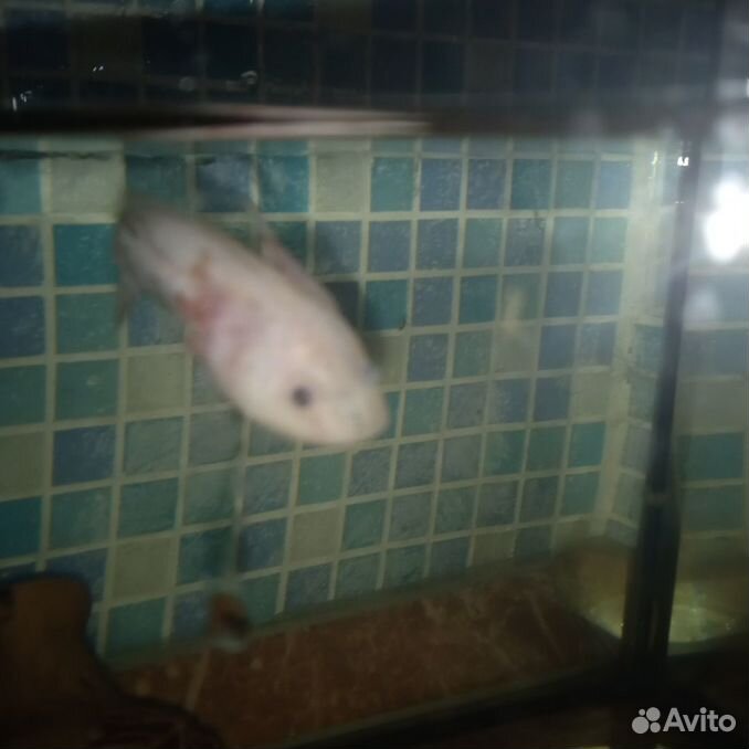 Продам аксолотля