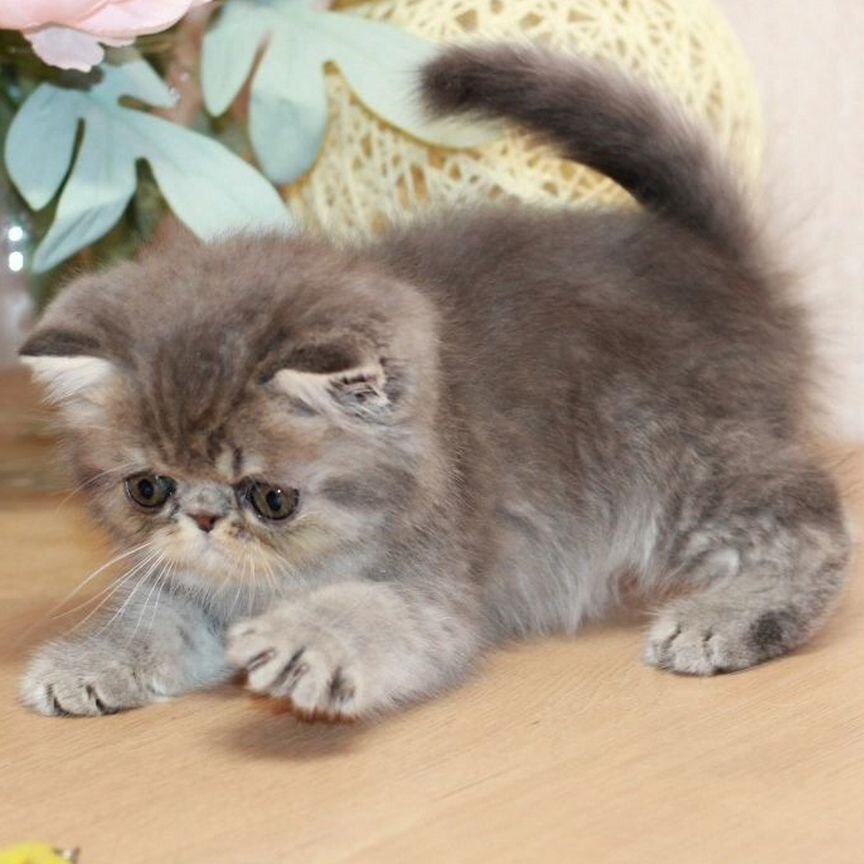 Котенок экзот