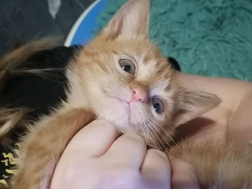 Британский котёнок