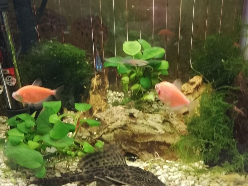 Аквариум Джебо 331, 20 литров