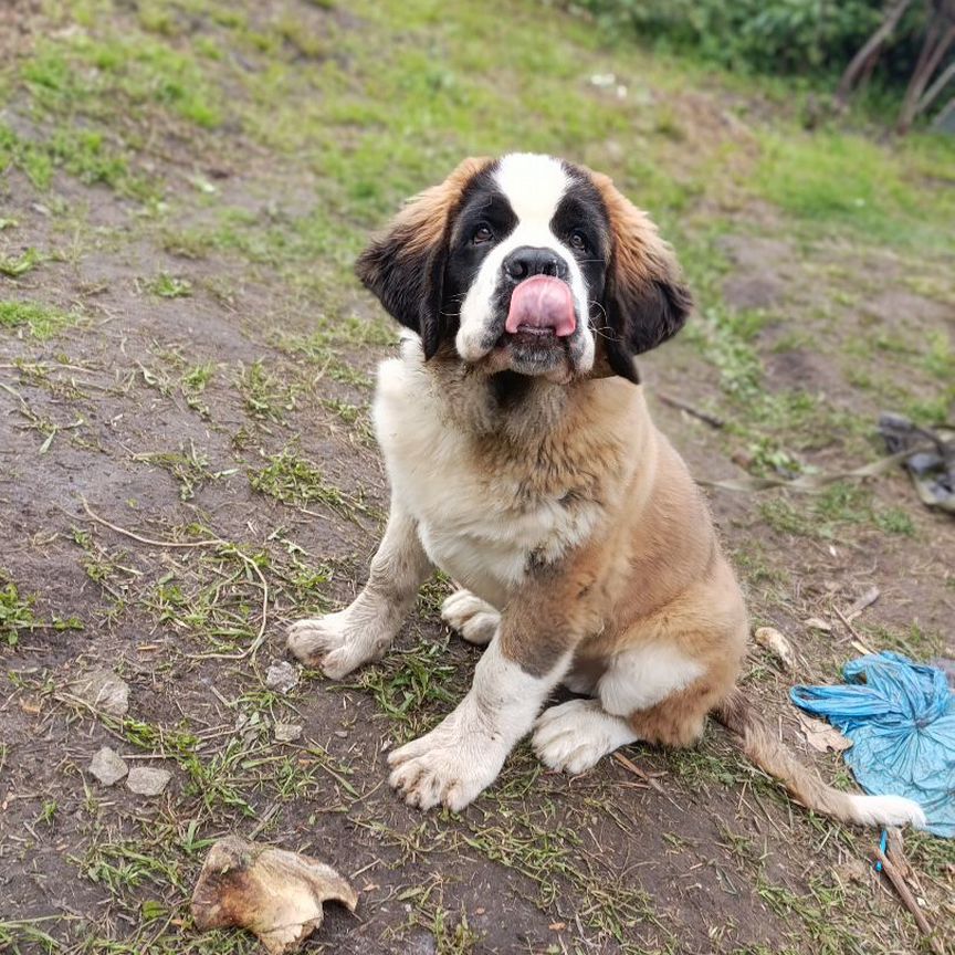 Собака сербернар