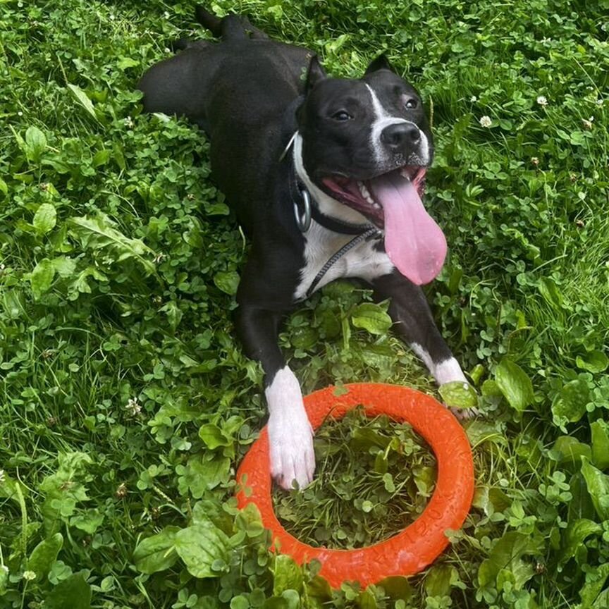 Стаффорд на вязку