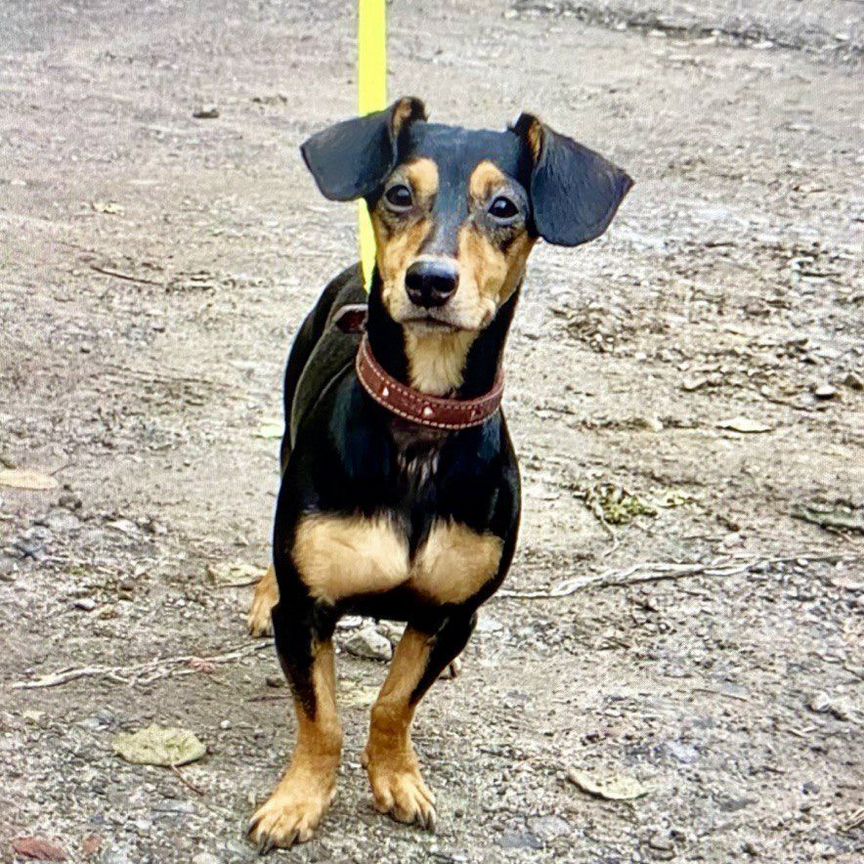 Взрослая собака в добрые руки