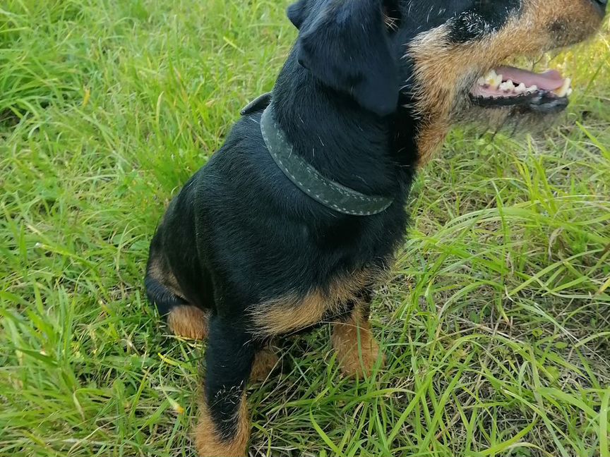 Ягдтерьер кобель, рабочий, родословной