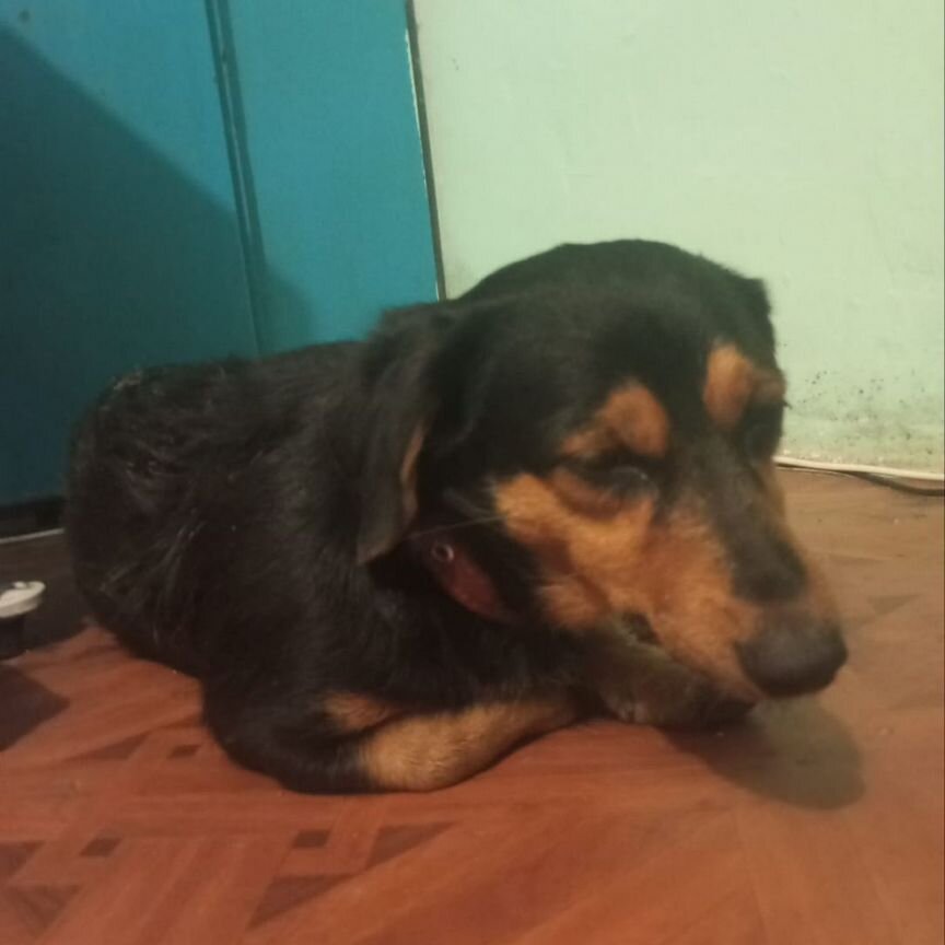 Найдена собака