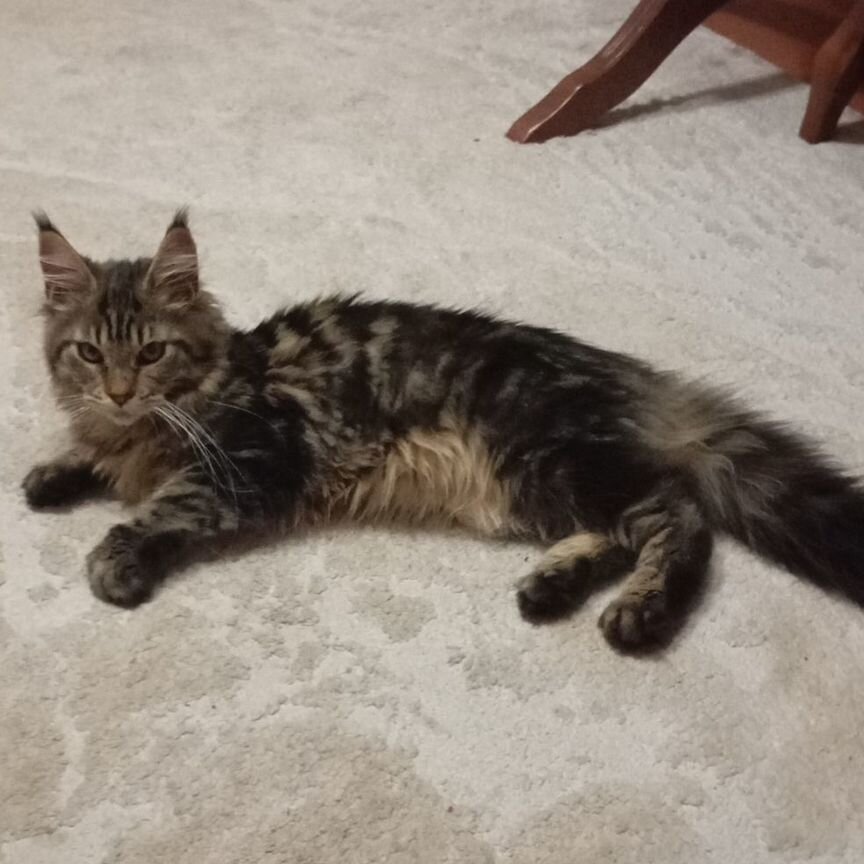 Продаются котята породы Мейн- Кун