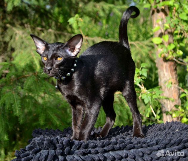 Ориентальный котик