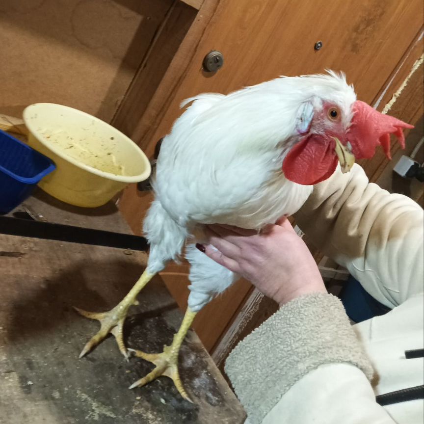 Домашние молодые петухи