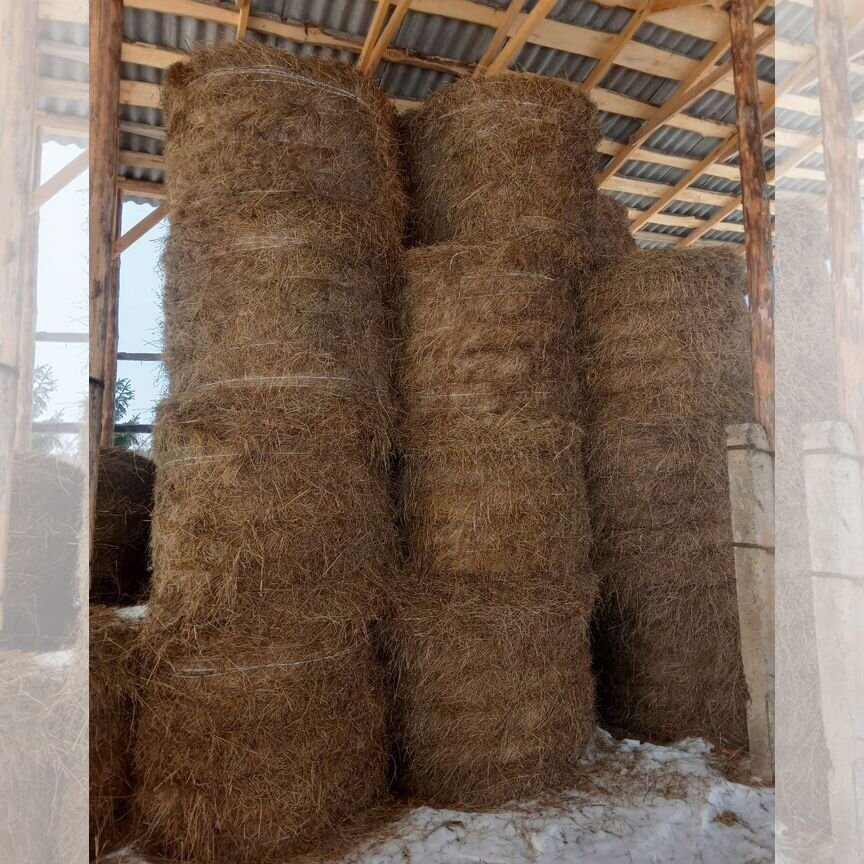Продам сено в рулонах