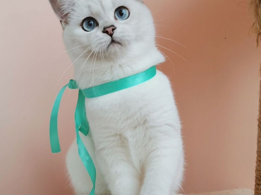 Шикарный голубоглазый блондин