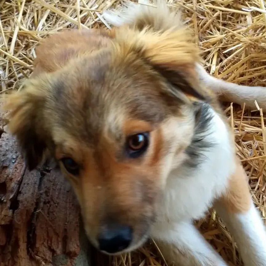 Бордер-колли, щенок