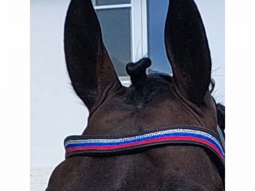 Налобник для лошади