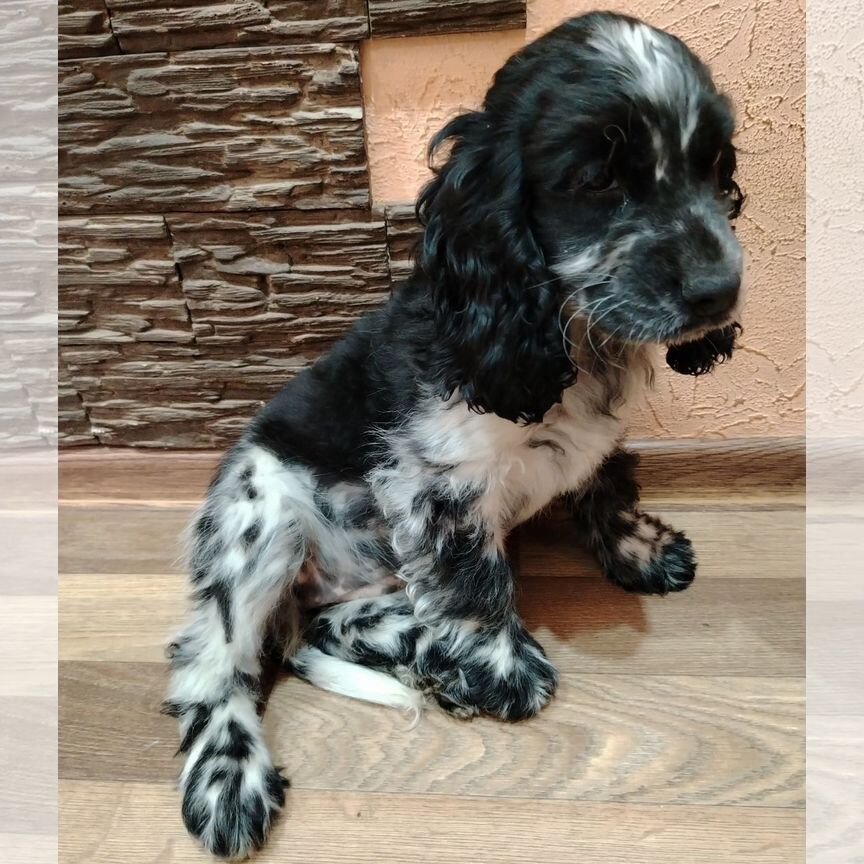 Английский кокер-спаниель, щенок