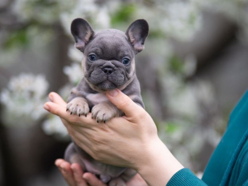 Щенки французский бульдог