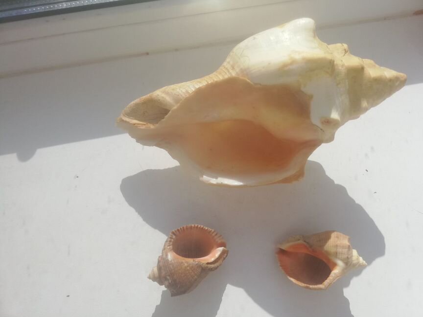 Морские ракушки Ропан