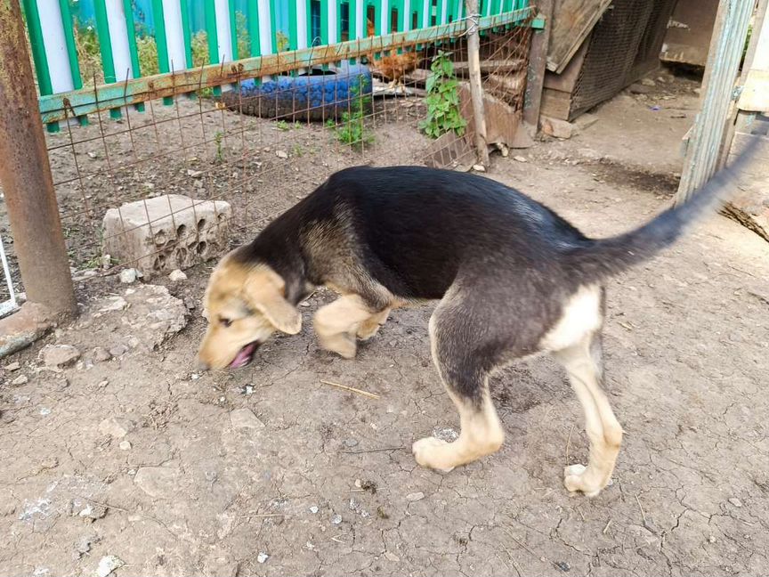 Русская гончая