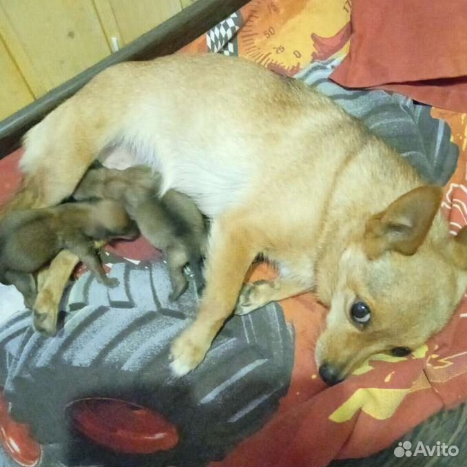 Идёт резерв малышей