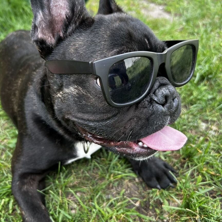 Французский бульдог вязка