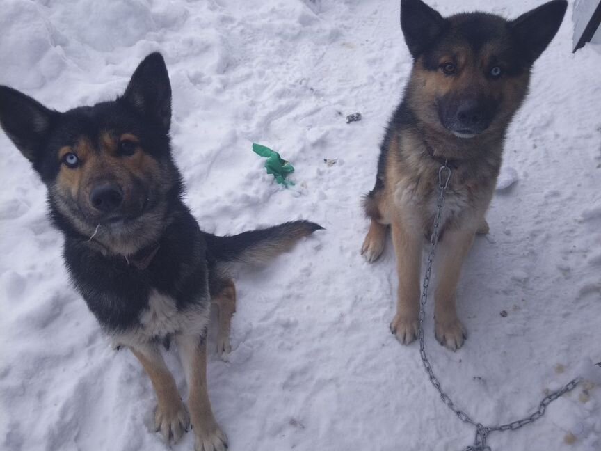 Собака в добрые руки