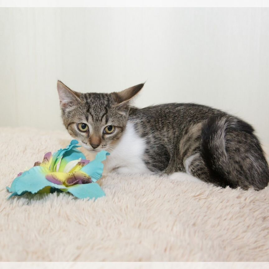 Ласковая молодая кошечка Машенька