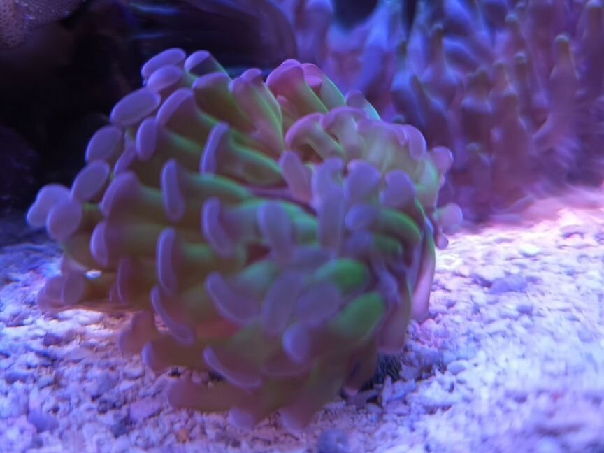 Морские кораллы