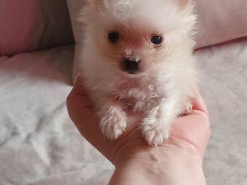 Шпиц на ладошку