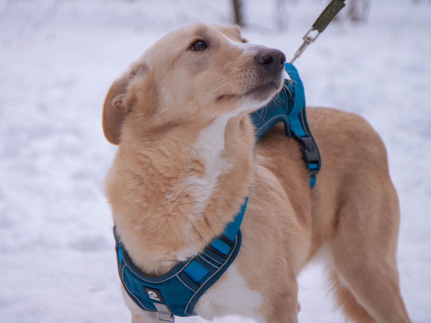 Молодая собака в добрые руки