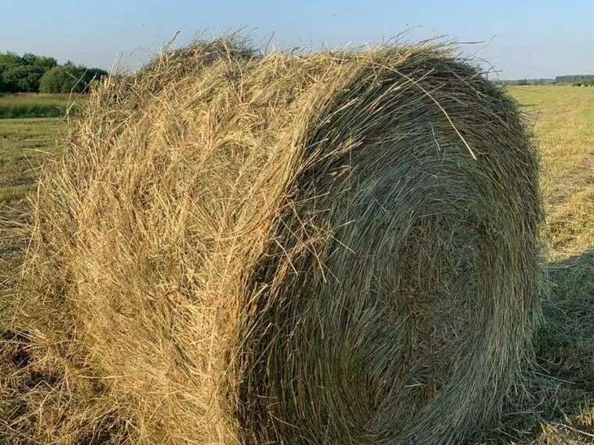 Сено в рулонах 2023