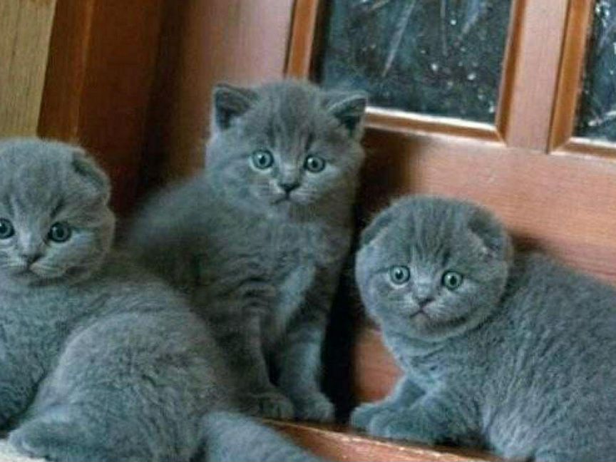 Британские плюшевые мишки