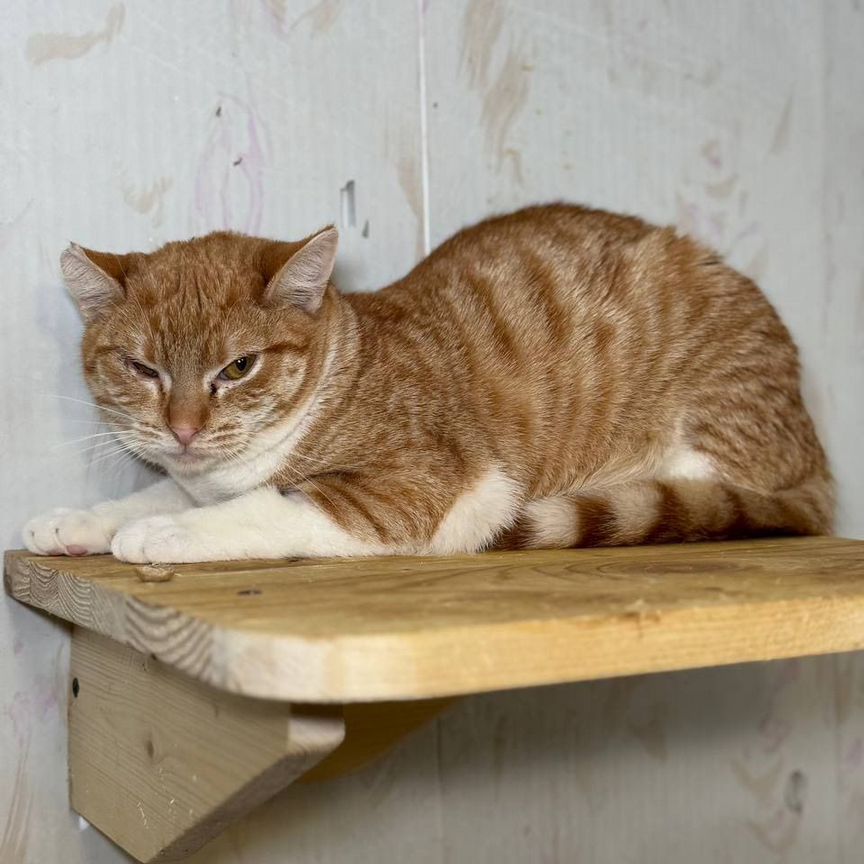 Котенок в семью
