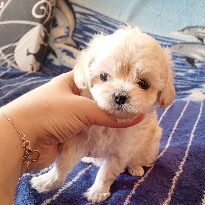 Мальтипу, щенок