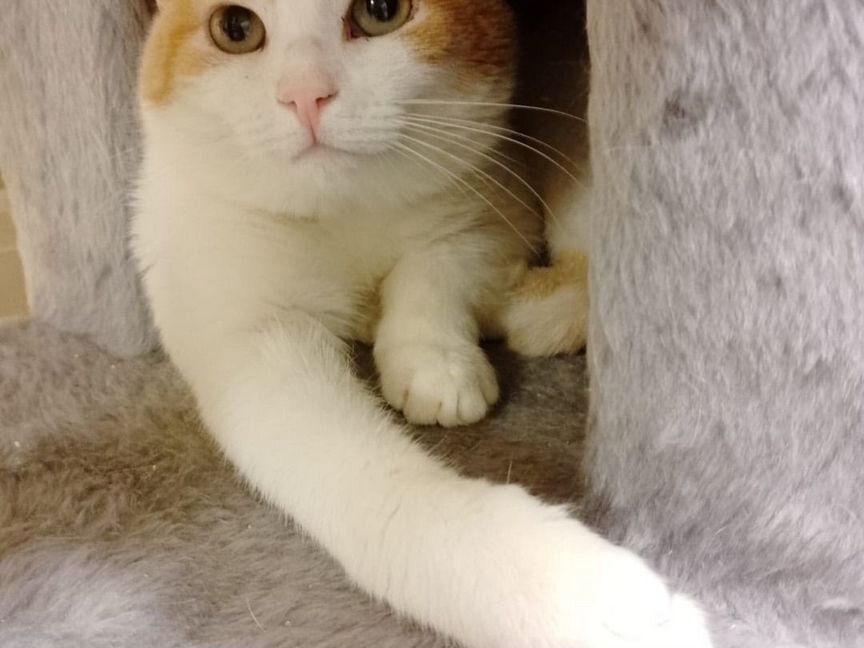 Рыжий кот ищет дом