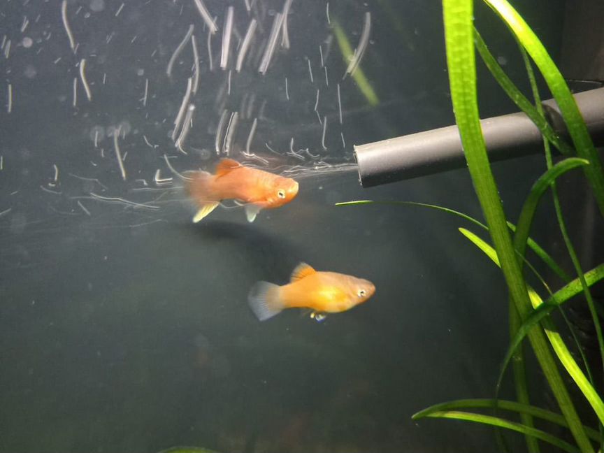 Аквариумные рыбки Пецилии 2шт