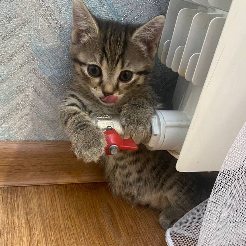 Котёнок в добрые руки