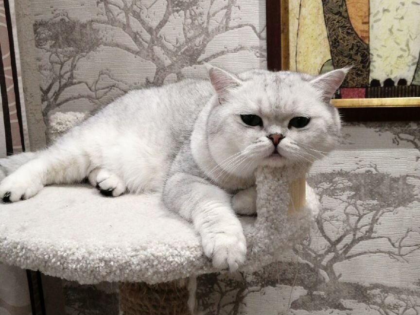 Кот с харизмой