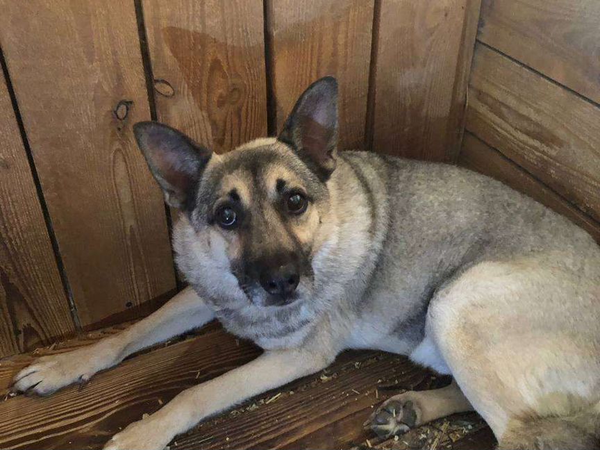 Небольшой пёсик ищет дом