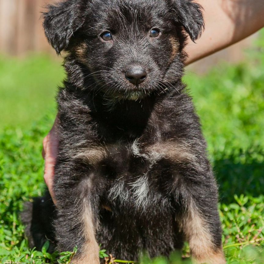 Медвежонок ищет дом