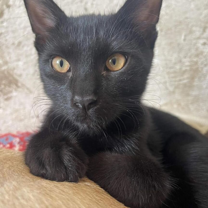 Котик в добрые руки