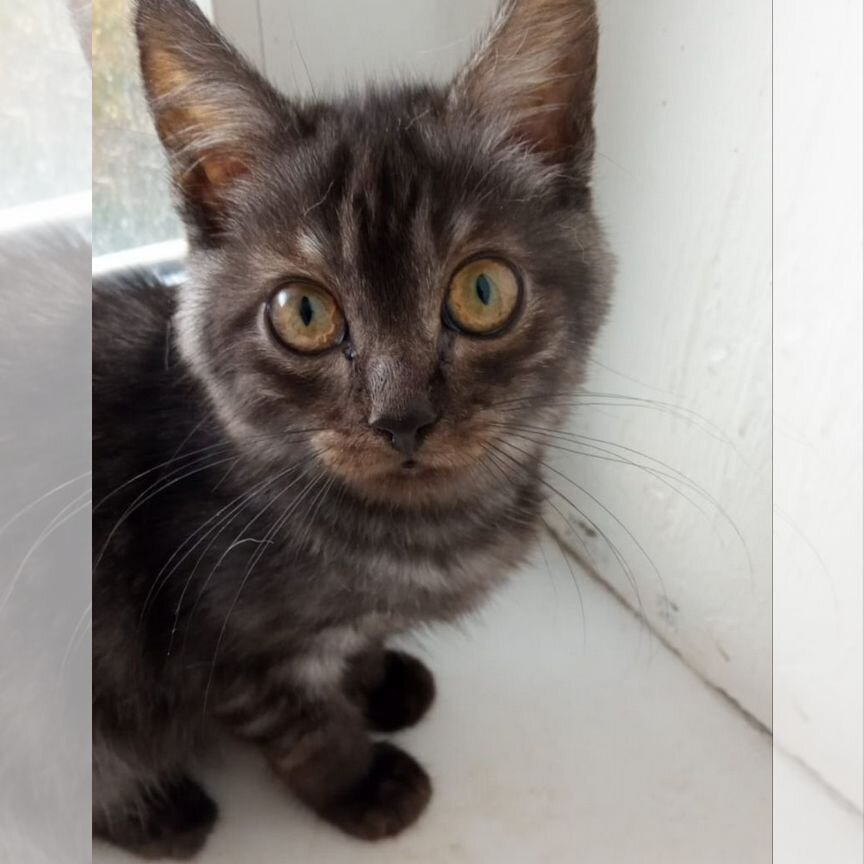 Шотландская