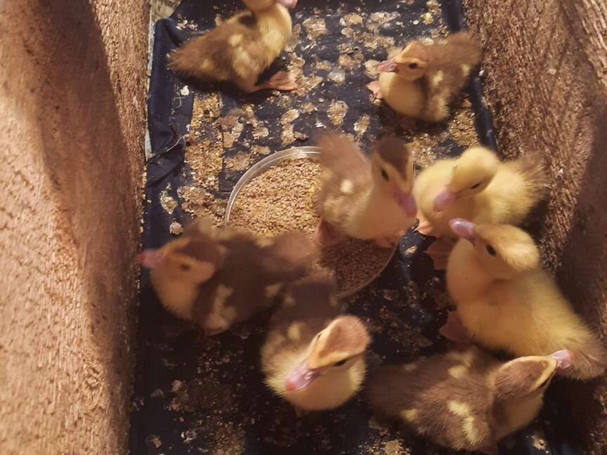 Утята шипуны