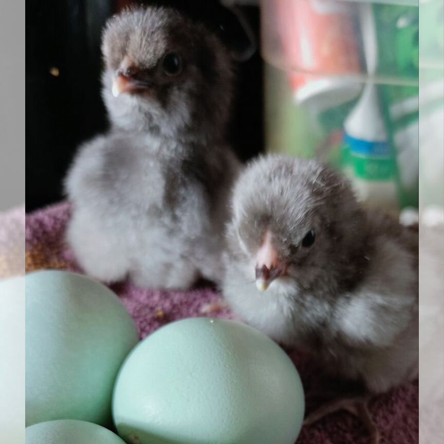 Цыплята амераукана