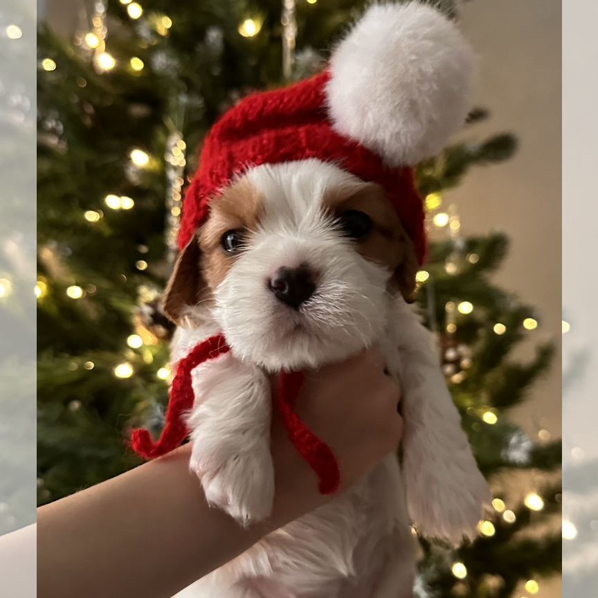 Кавалер кинг-чарльз-спаниель, щенок