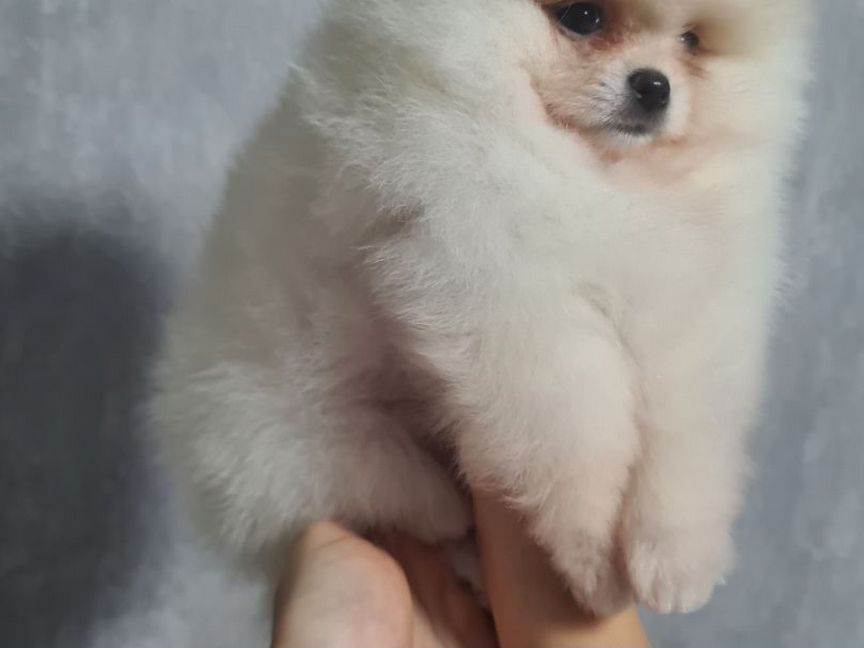 Померанский шпиц - куколка