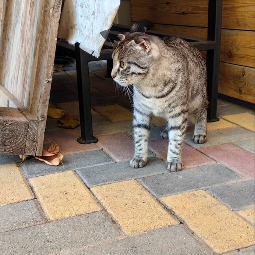 Кошка вислоухая в добрые руки