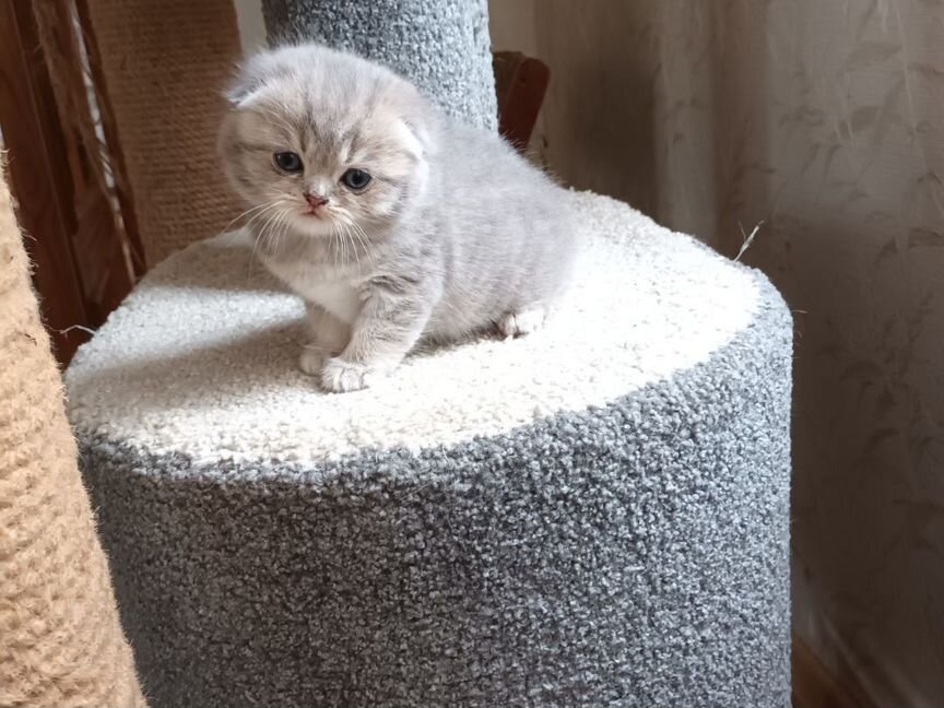 Шотландские котята