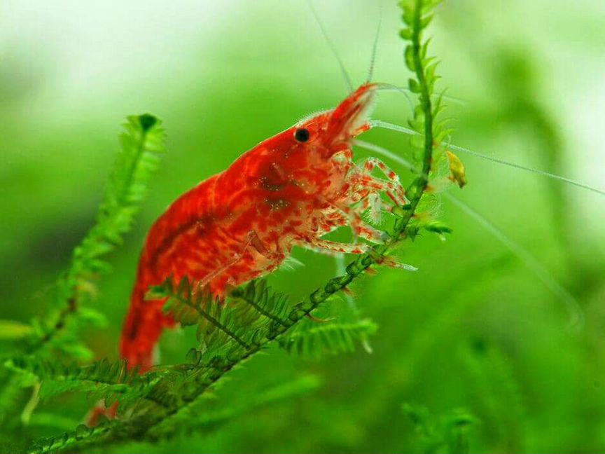 Креветки черри