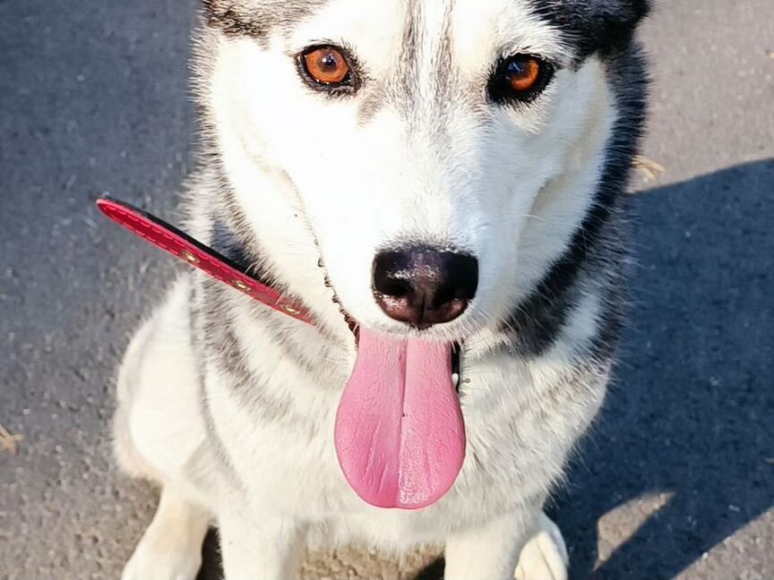 Сибирский хаски