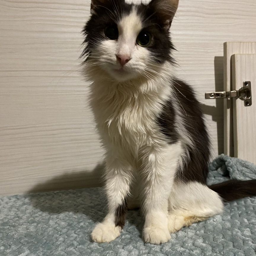 Котик мини Киношка