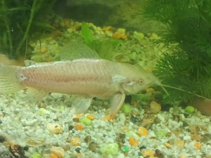 Аквариумные рыбки сомики таракатум