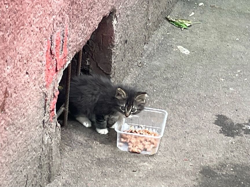 Котенок пушистик ищет дом